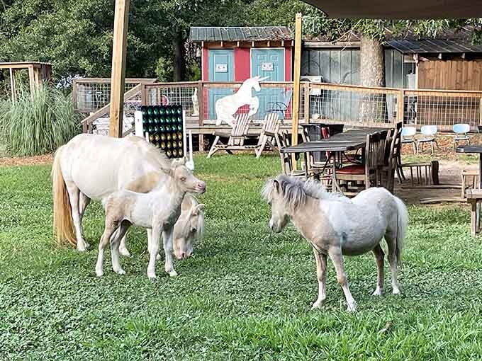 These ethereal beauties grazing peacefully prove that magic exists in South Carolina's backyard, no wand required.