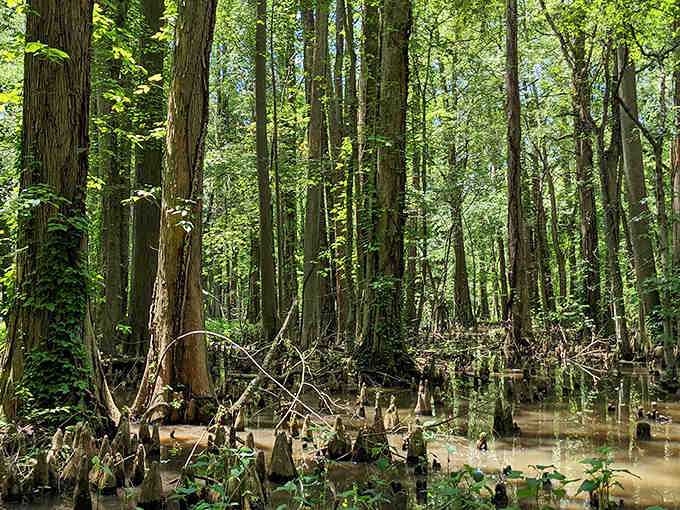 When Maryland decides to cosplay as Louisiana, this is what you get, and honestly, it's pulling it off.
