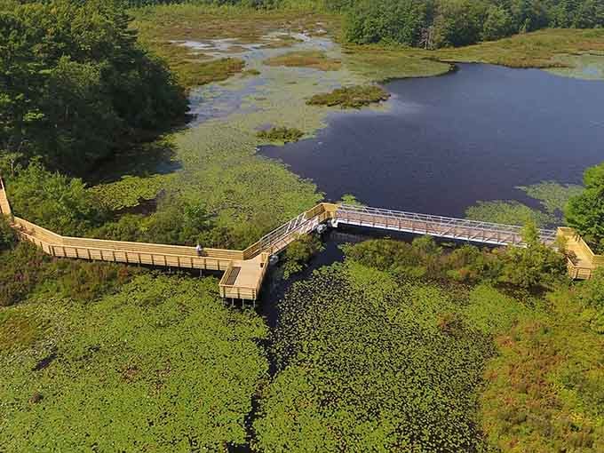 That's not a simple walkway, that's your personal bridge to a world where nature does all the talking.