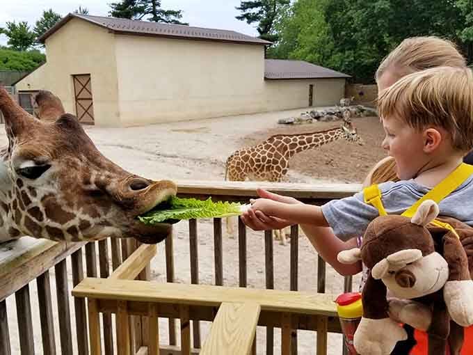Getting up close with the giraffes is pure magic, and these gentle giants love meeting their adoring fans at feeding time.