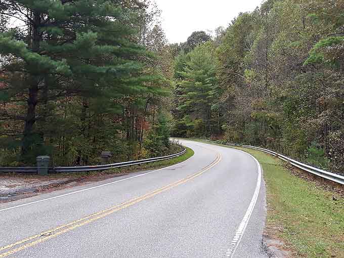 These smooth, sweeping turns through towering pines prove that the journey really can outshine any destination you're chasing.