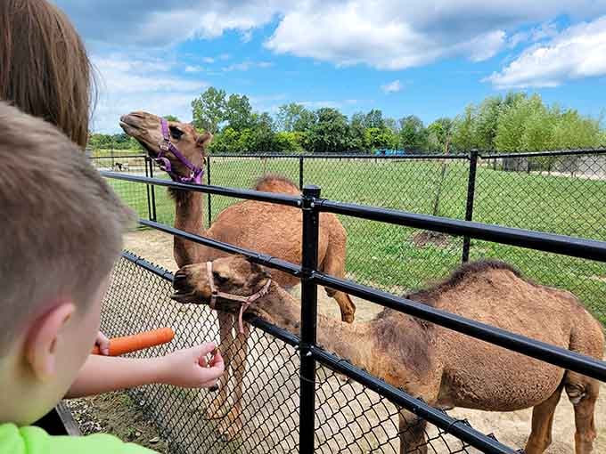 Feeding time becomes a hands-on adventure when exotic animals are your dining companions.