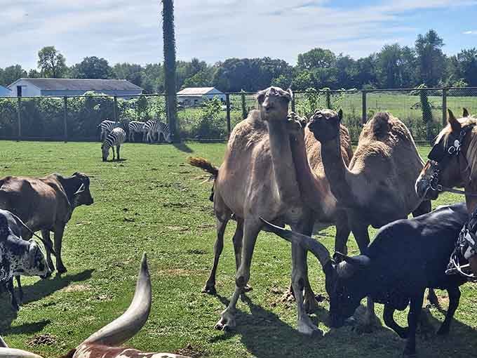 When camels, zebras, and what appears to be an emu gather for a meeting, you know you're not in Kansas anymore.