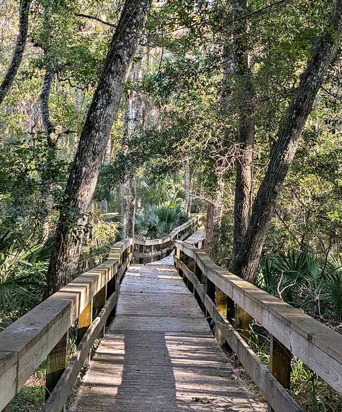 The boardwalk winds through the preserve like nature's own red carpet, inviting you deeper into this enchanted forest wonderland.
