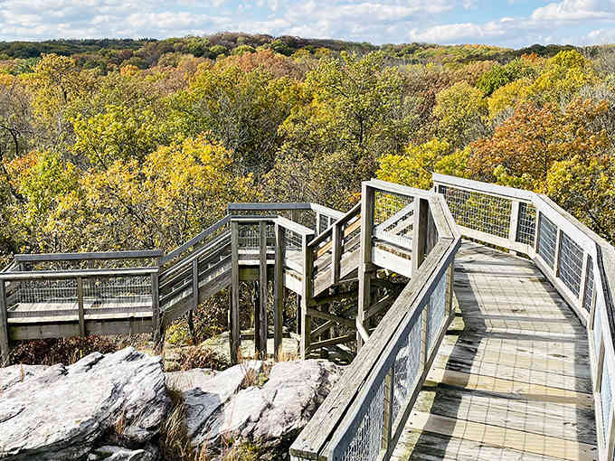 Autumn transforms the forest into liquid gold, proving fall foliage isn't just for New England postcards anymore.