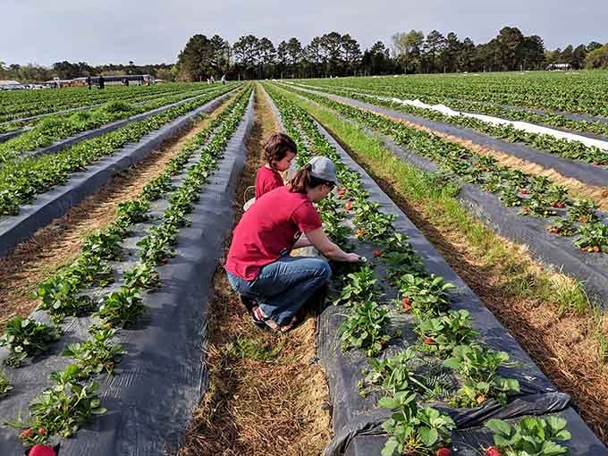 Rows of green promise stretching toward the horizon, where strawberries await their destiny in your bucket.