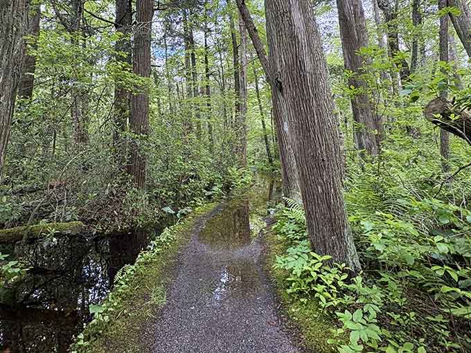 When the trail decides to become a stream, you just roll with it and enjoy the forest's sense of humor.