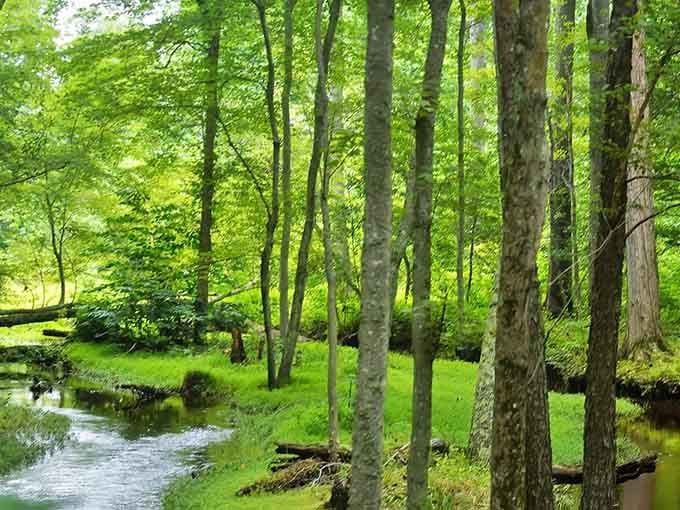 Peaceful streams meander through the forest, reflecting the vibrant green canopy and creating serene spots for quiet contemplation and photography.