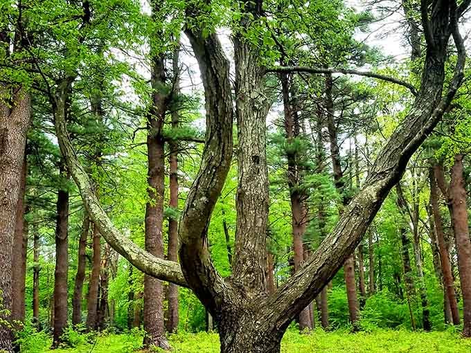 Those towering pines create a natural cathedral that'll make you feel like royalty strolling through European estates.