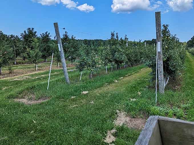 This is where the magic happens, folks: real fruit growing on actual trees instead of mysteriously appearing in plastic containers.