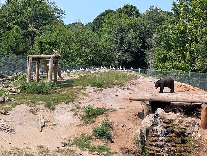 This bear's living its best life on a log bridge, probably contemplating which nap spot to choose next.