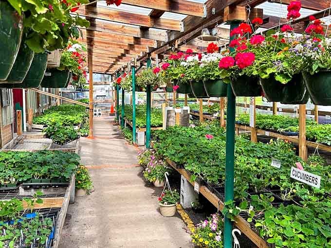 Hanging baskets cascade overhead while starter plants wait below, creating a botanical wonderland worth getting lost in.