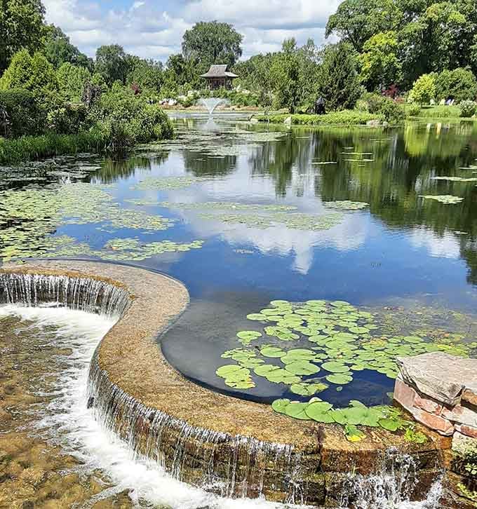 Lily pads floating like nature's own artwork while that waterfall whispers its endless, soothing song nearby.