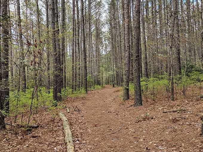 Pine needles carpet your route through terrain that predates the nation itself by millennia.
