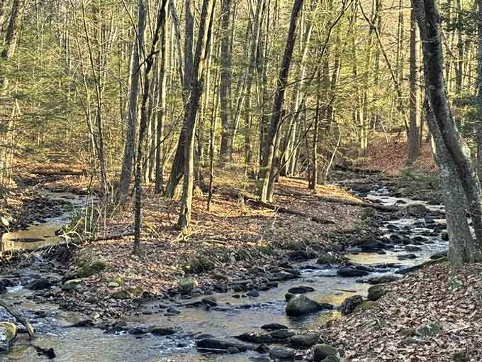 A gentle stream meanders through the autumn woods, showcasing the natural beauty that makes the Robert Frost Trail a year-round hiking destination.
