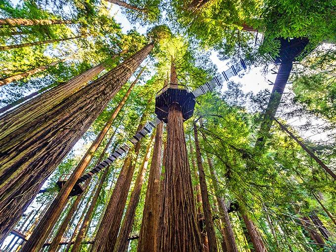 Looking up from here, you realize the redwoods have been keeping secrets in their upper floors.