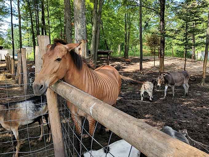 This beautiful zorse shares space with other exotic species, showcasing the impressive variety of animals you'll find at this small zoo.
