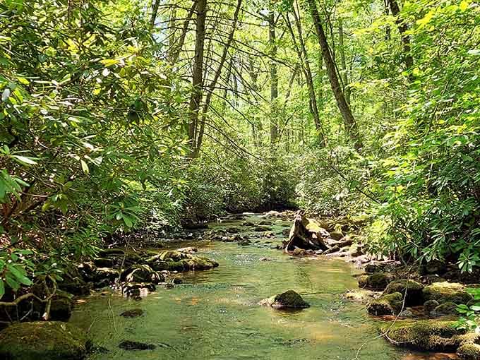 That gentle cascade over moss-covered rocks is nature's way of saying "slow down and stay awhile, friend."