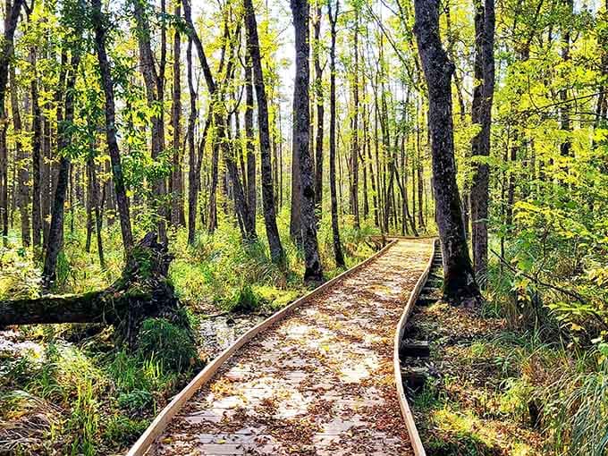 Sunlight filters through the canopy, turning an ordinary boardwalk into something straight out of a Spielberg film.