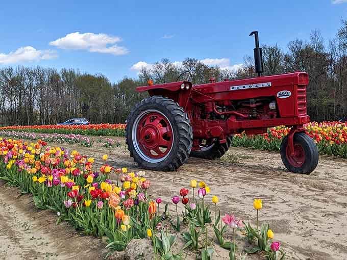 That vintage red tractor isn't just for show; it's a reminder that real farms still exist in New Jersey.