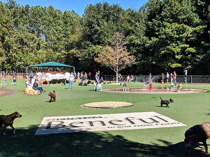 The baseball diamond where dogs live out their Field of Dreams fantasies, minus the corn and existential angst.