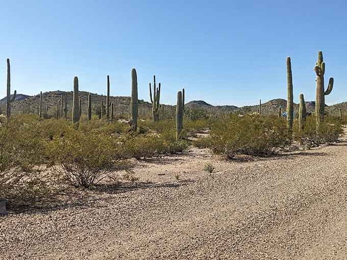 This is what happens when cacti and mountains decide to pose for their best profile shot together.