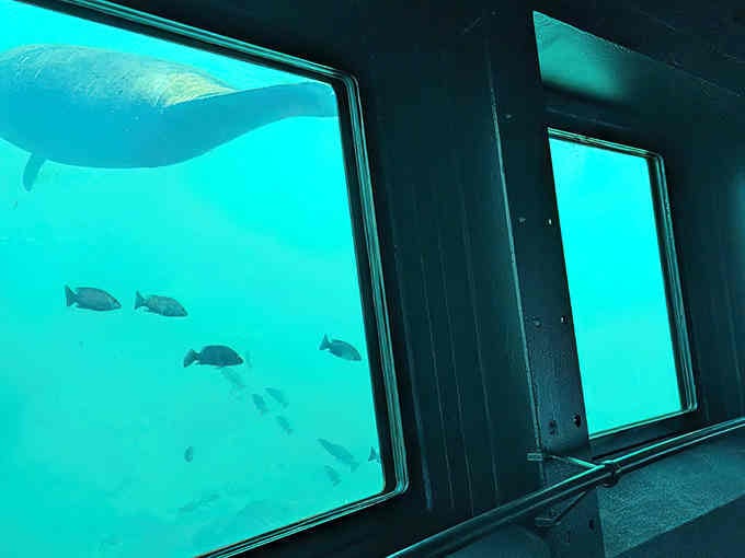 Multiple viewing windows in the Fish Bowl give you a 360-degree perspective of manatees and fish swimming in their natural habitat.