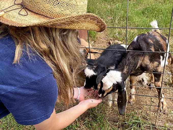 Hand-feeding goats is like being a celebrity, except your fans have hooves and zero personal boundaries.