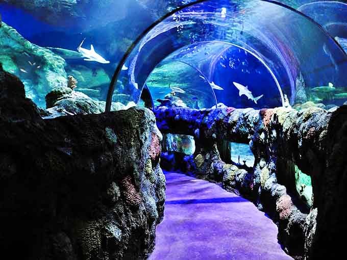 The ocean tunnel at SEA LIFE Charlotte-Concord wraps around you like nature's own IMAX theater, minus the sticky floors.