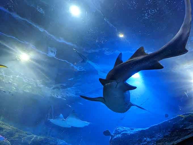 Sharks overhead, rays gliding past—this is what it looks like when the ocean decides to visit Michigan.