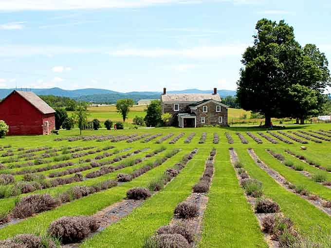 Red barn, stone house, mountain views, and endless lavender create a scene that postcards can only dream about.