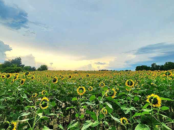 Golden faces stretching to the horizon, proof that Alabama's countryside knows how to put on a show.