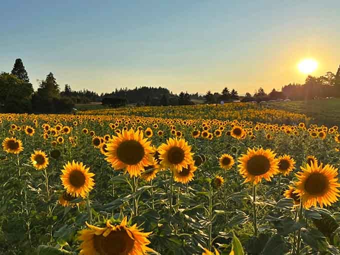Sunset transforms the field into liquid amber, where every flower glows like it's holding its own tiny sun.