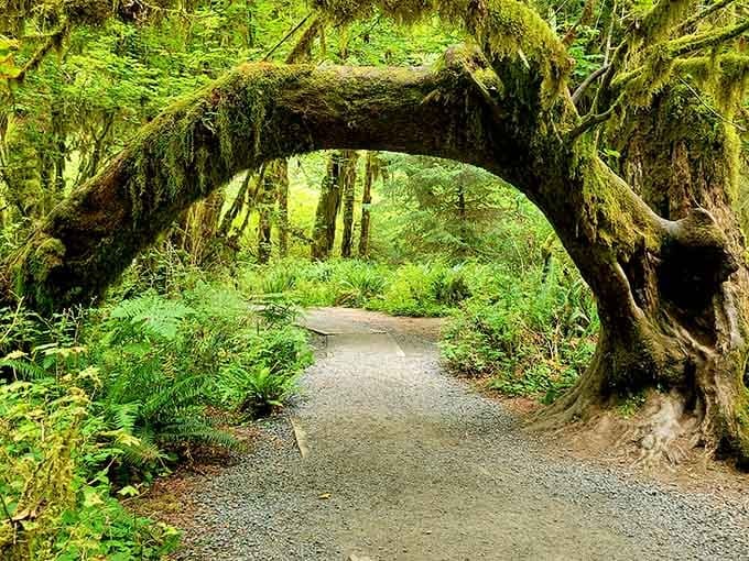 Moss-draped giants line the trail like nature's own cathedral, and yes, you're allowed to feel small.