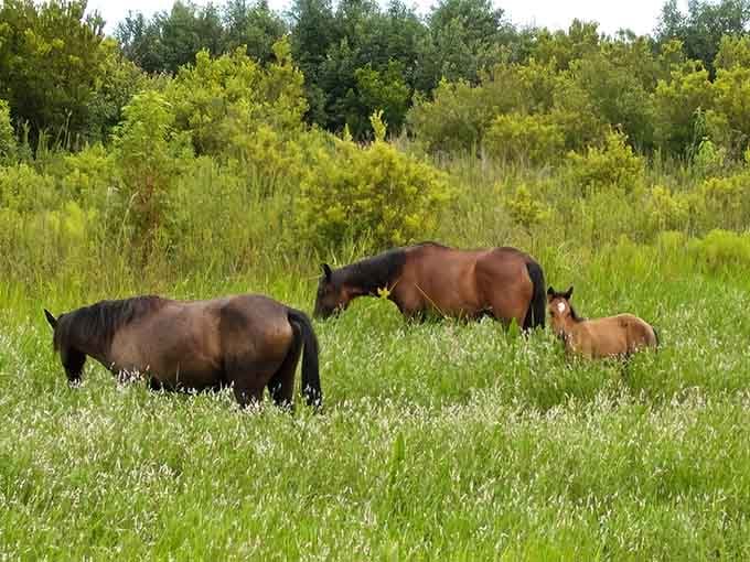 These magnificent creatures grazing among wildflowers prove Florida's full of surprises beyond theme parks and beaches.