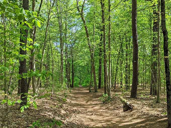 These sun-dappled trails look like they were designed by someone who actually understands what "peaceful walk" means.