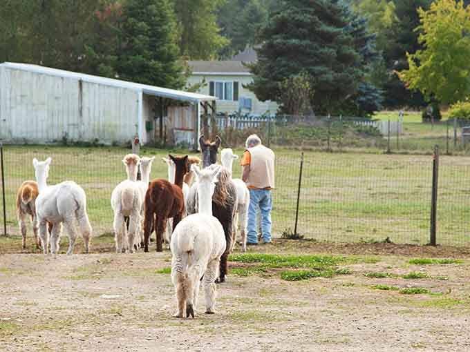 Nothing says "quality time" quite like being surrounded by curious alpacas who've decided you're worth investigating today.