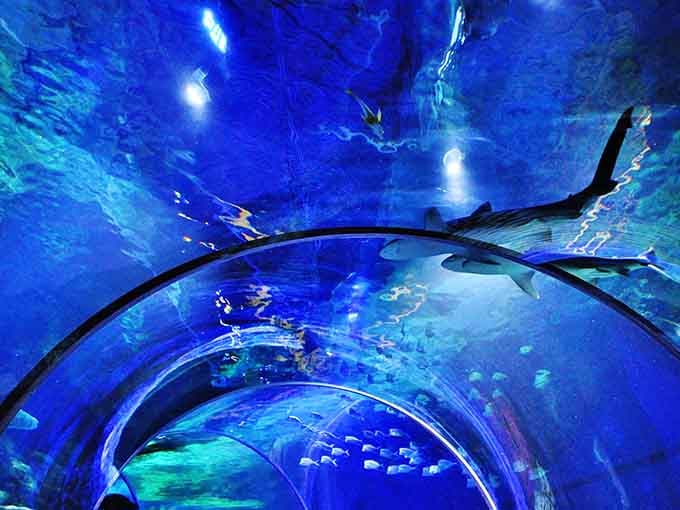 Looking up through the tunnel feels like standing on the ocean floor, watching nature's greatest show perform directly overhead.