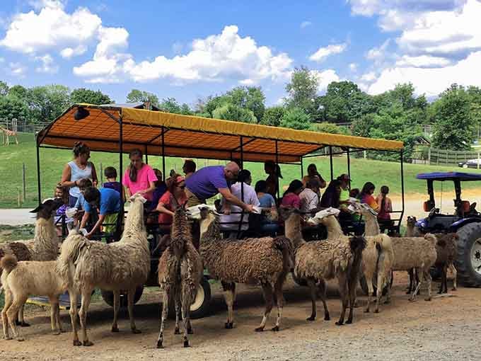 The wagon tour gets surrounded by enthusiastic llamas who've perfected the art of the group dining experience.