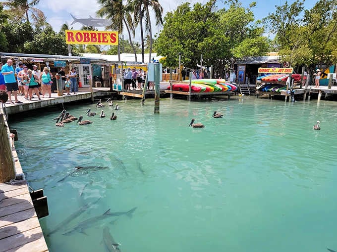 Silver giants patrol these turquoise waters like they're auditioning for a nature documentary about Florida's wildest dining experience.
