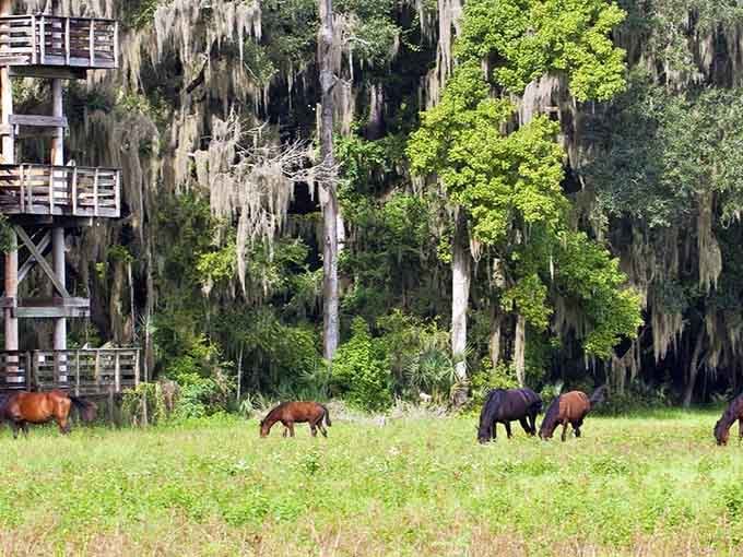 These magnificent creatures grazing among wildflowers prove Florida's full of surprises beyond theme parks and beaches.