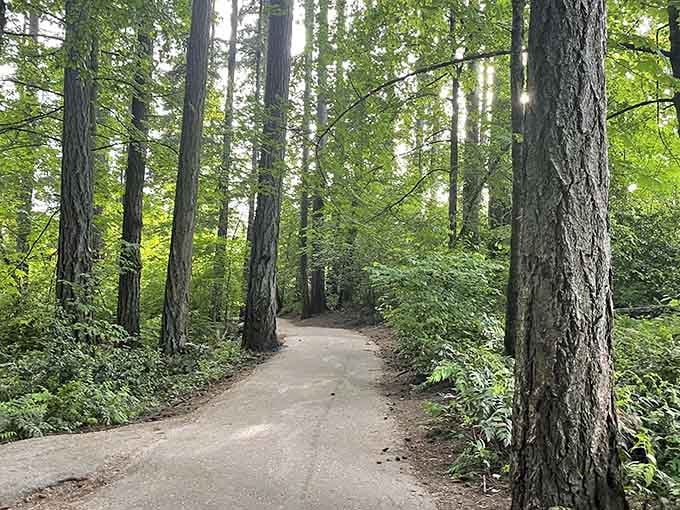 That paved path winding through towering trees is basically nature's way of saying "relax, no hiking boots required here."