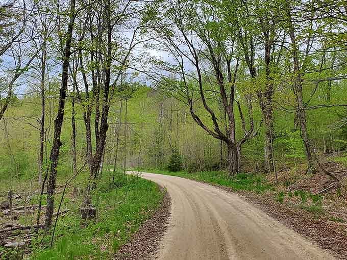 Spring's fresh green tunnel invites exploration, the kind of scenic drive that makes you forget podcasts exist entirely.