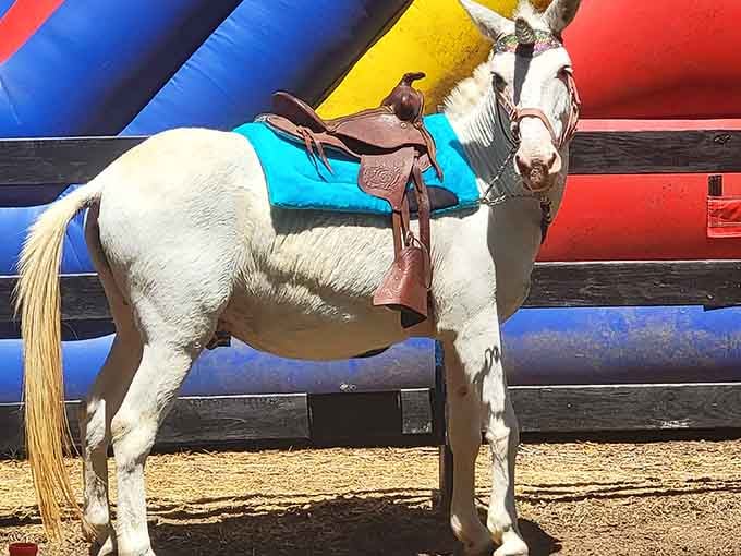 This stunning paint pony poses like a professional model, clearly understanding the assignment and then some.