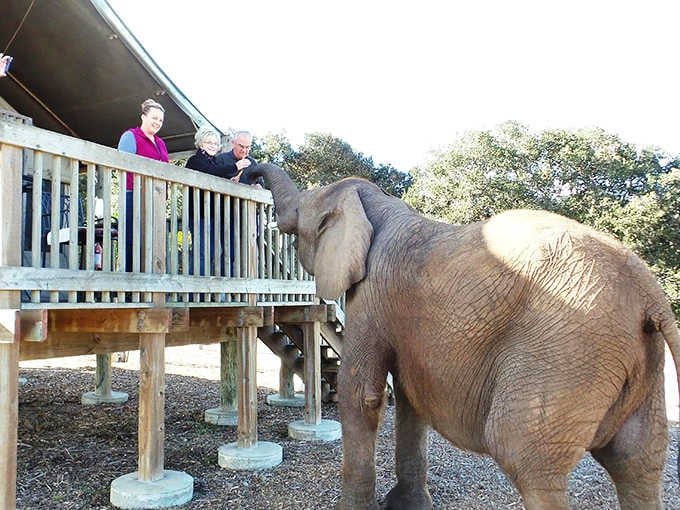 When an elephant's trunk reaches up for treats, you realize your balcony has suddenly become the world's most exclusive dining spot.