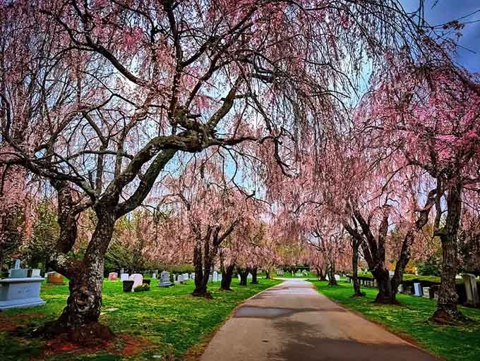 When cherry blossoms create a pink canopy over peaceful pathways, you know you've found something special.
