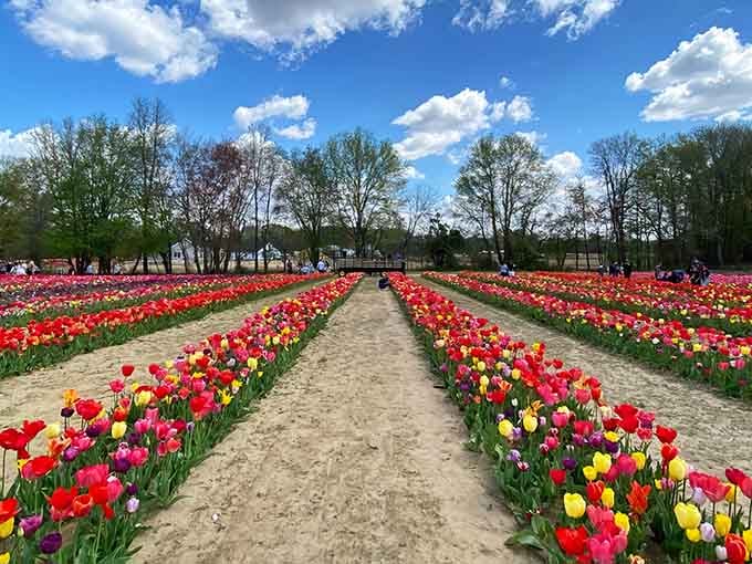 These perfectly aligned rows of tulips have better organization than most people's sock drawers, and they're infinitely more photogenic too.