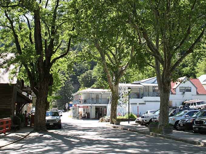 Those massive trees have been shading this street longer than most of us have been alive, watching history unfold.