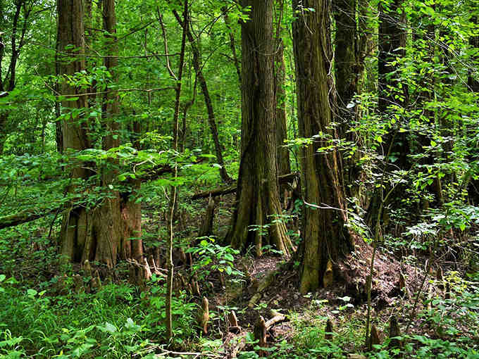 Trees standing in water for centuries like they're waiting for the world's slowest bus to arrive.