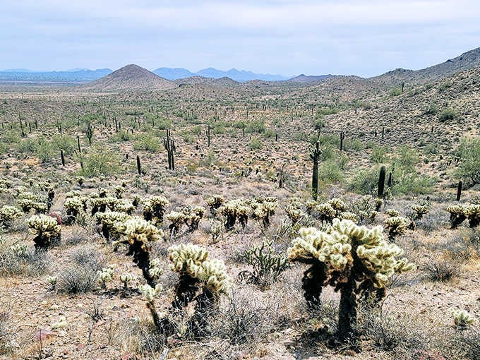 Desert dreams don't get more picture-perfect than this sweeping vista of cholla and saguaro stretching to distant mountains.